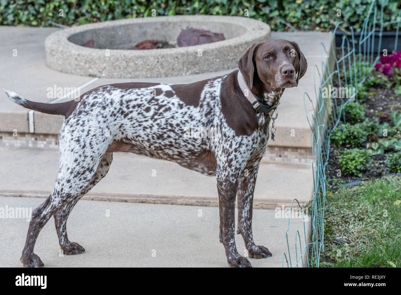 Beautiful shorthaired german pointer Stock Photo - Alamy