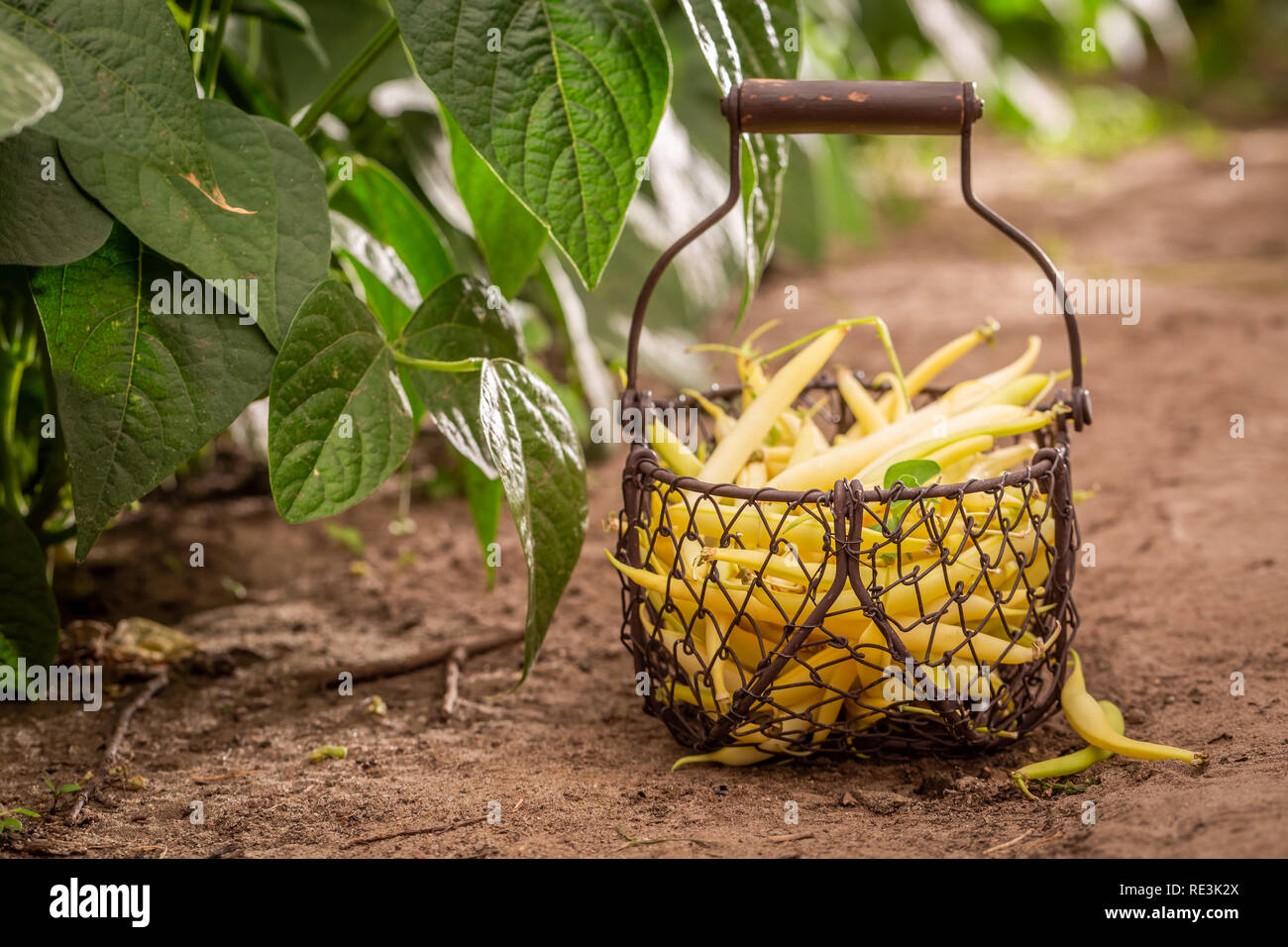 Fresh yellow beans in a small greenhouse Stock Photo - Alamy