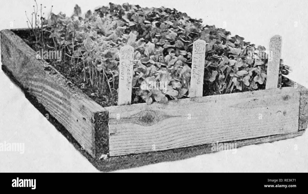 Cole seed Black and White Stock Photos & Images - Alamy