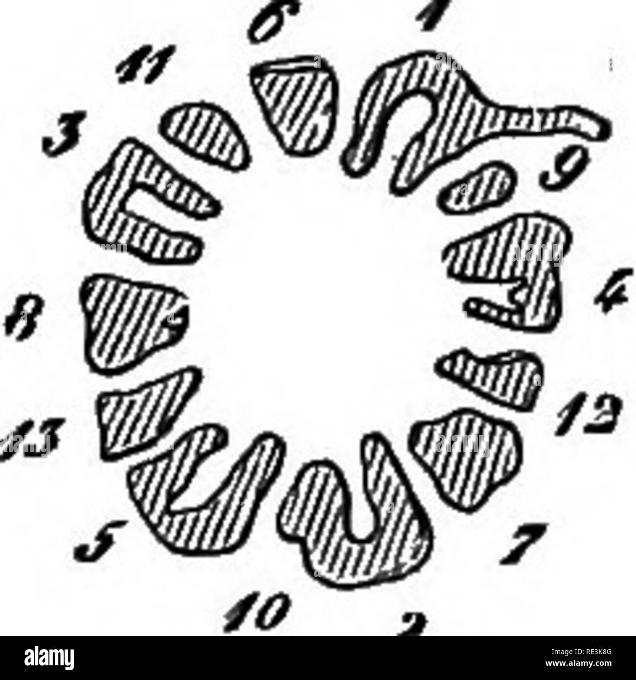 Transverse section of a plant root hi-res stock photography and images ...