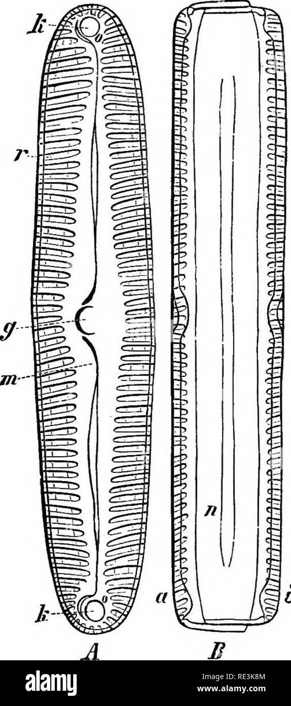 Protophyta Black and White Stock Photos & Images - Alamy