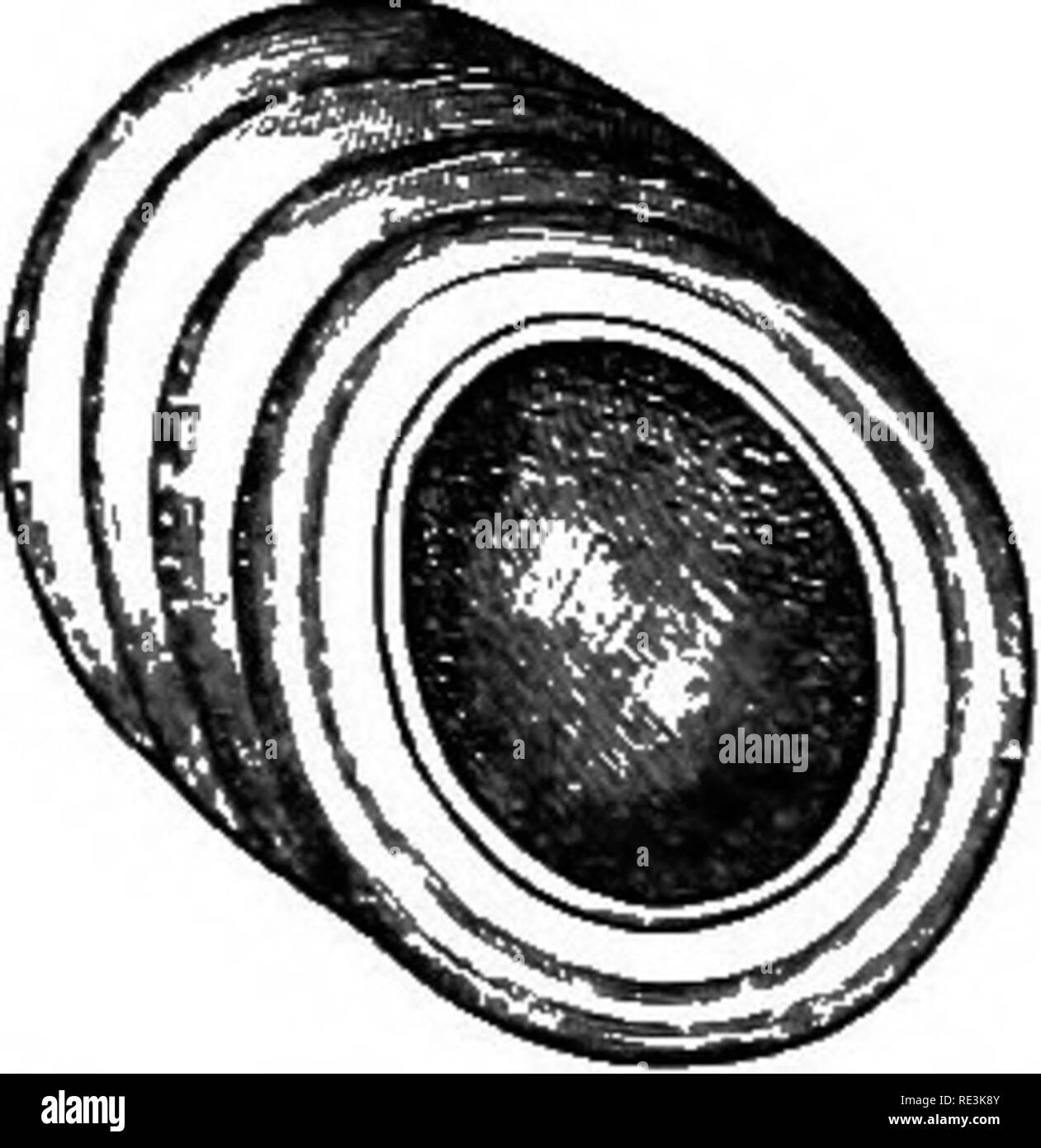 Coccus colonies hi-res stock photography and images - Alamy