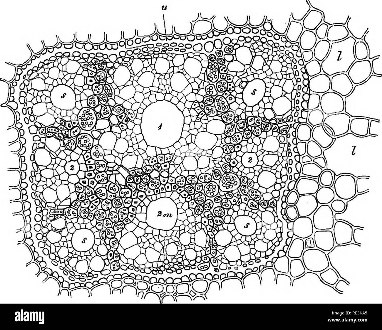 . Comparative anatomy of the vegetative organs of the phanerogams and ...