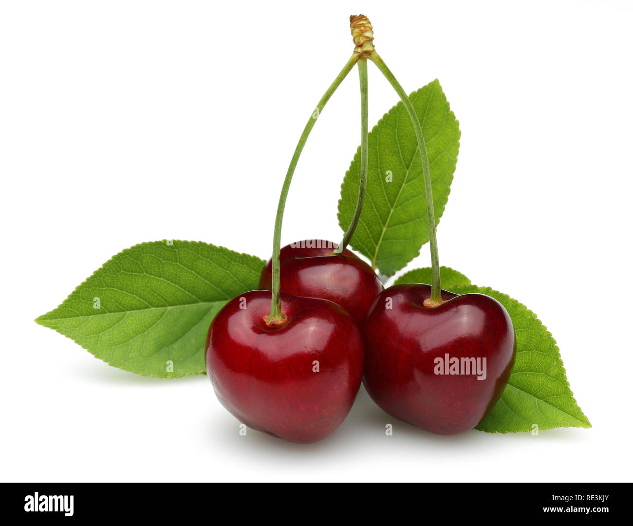 Ripe red cherry with leaves isolated on white background Stock Photo ...