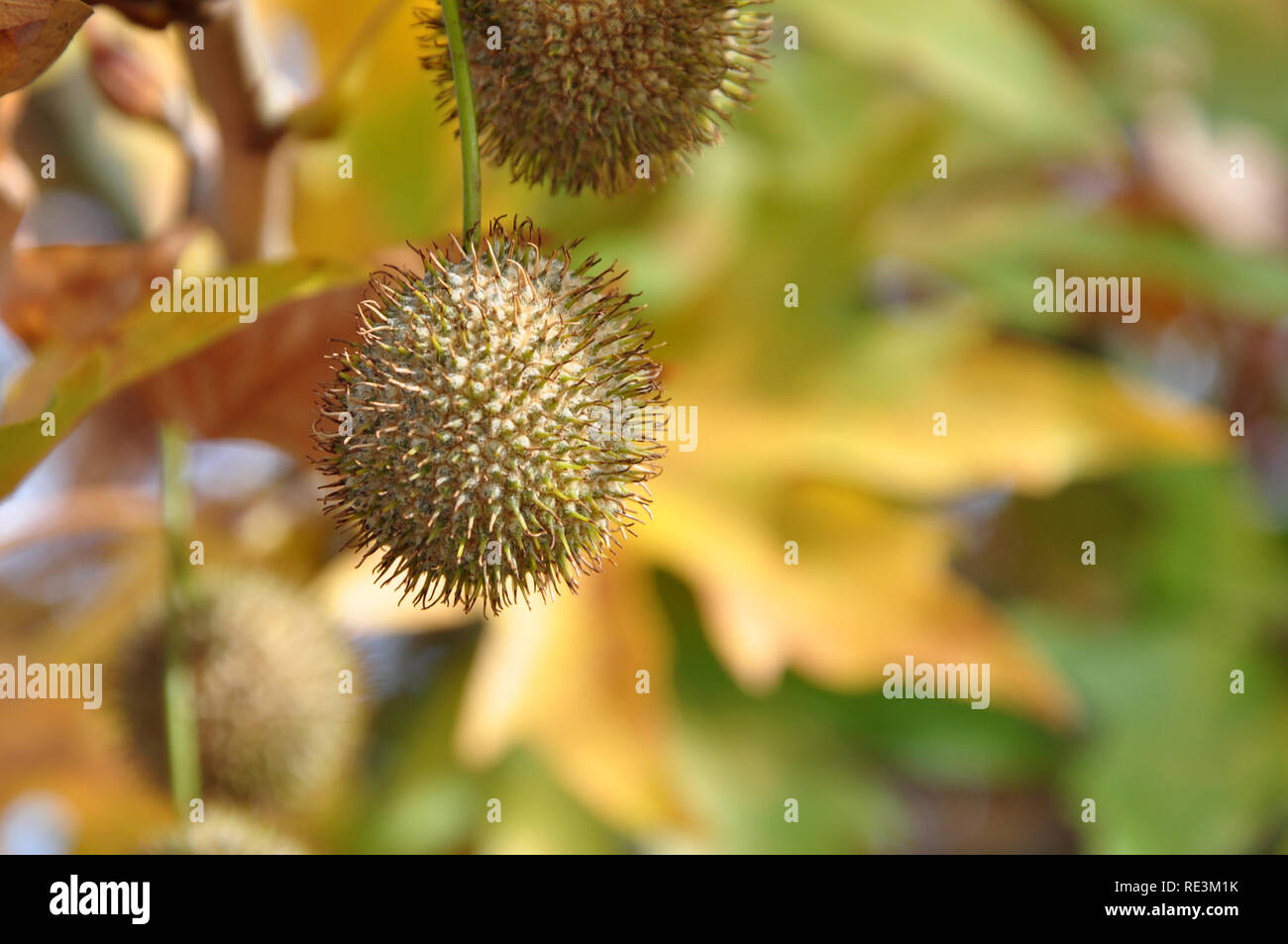 autumn background with plane tree leaves and fruits Stock Photo - Alamy