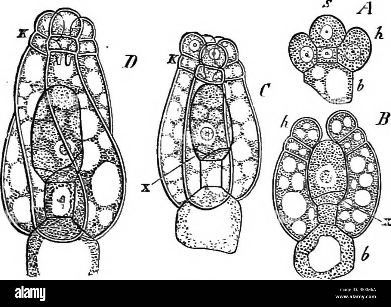 . A handbook of cryptogamic botany. Cryptogams. i8o CHARACE.-E centre ...