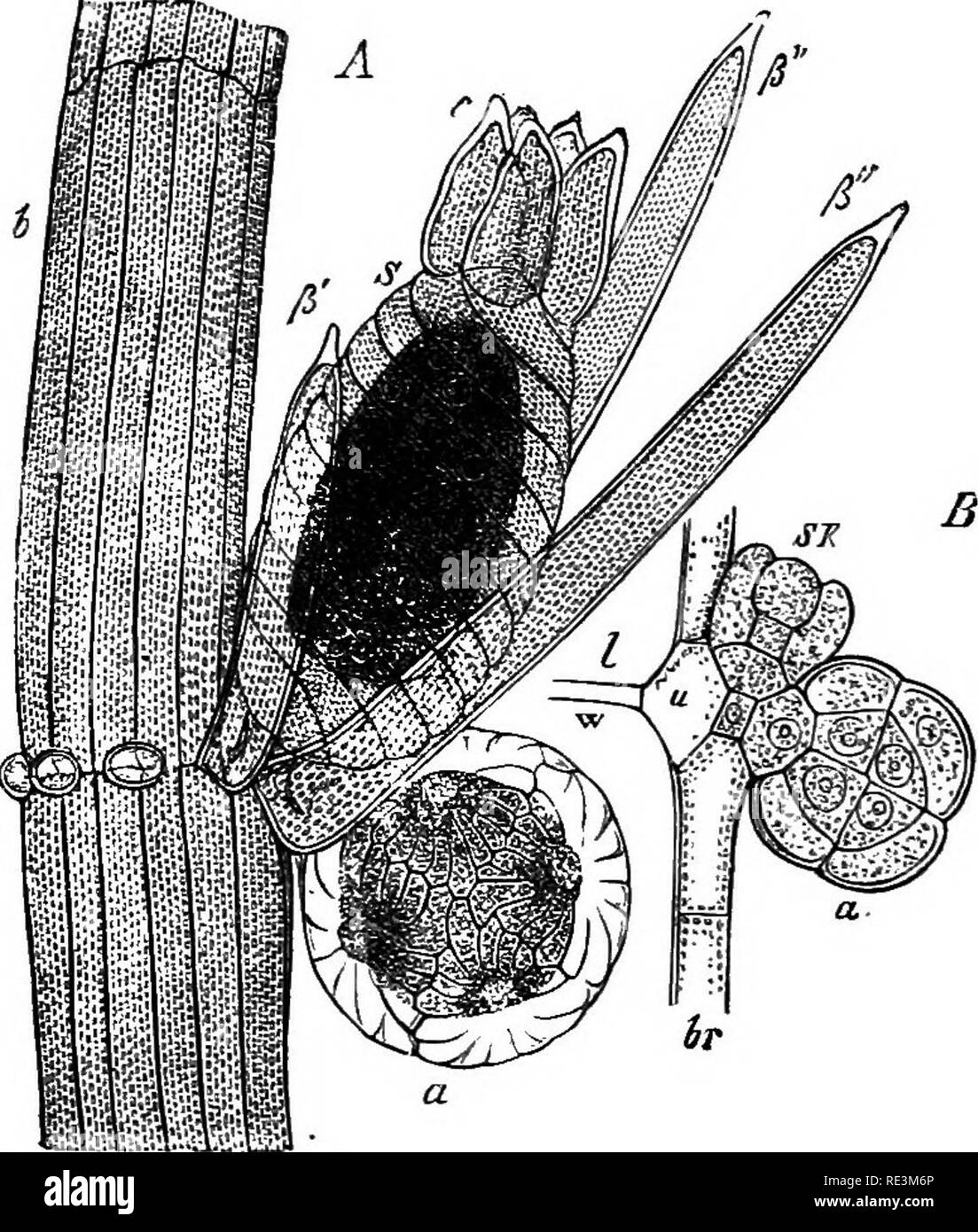 The capitula are small Black and White Stock Photos & Images - Alamy