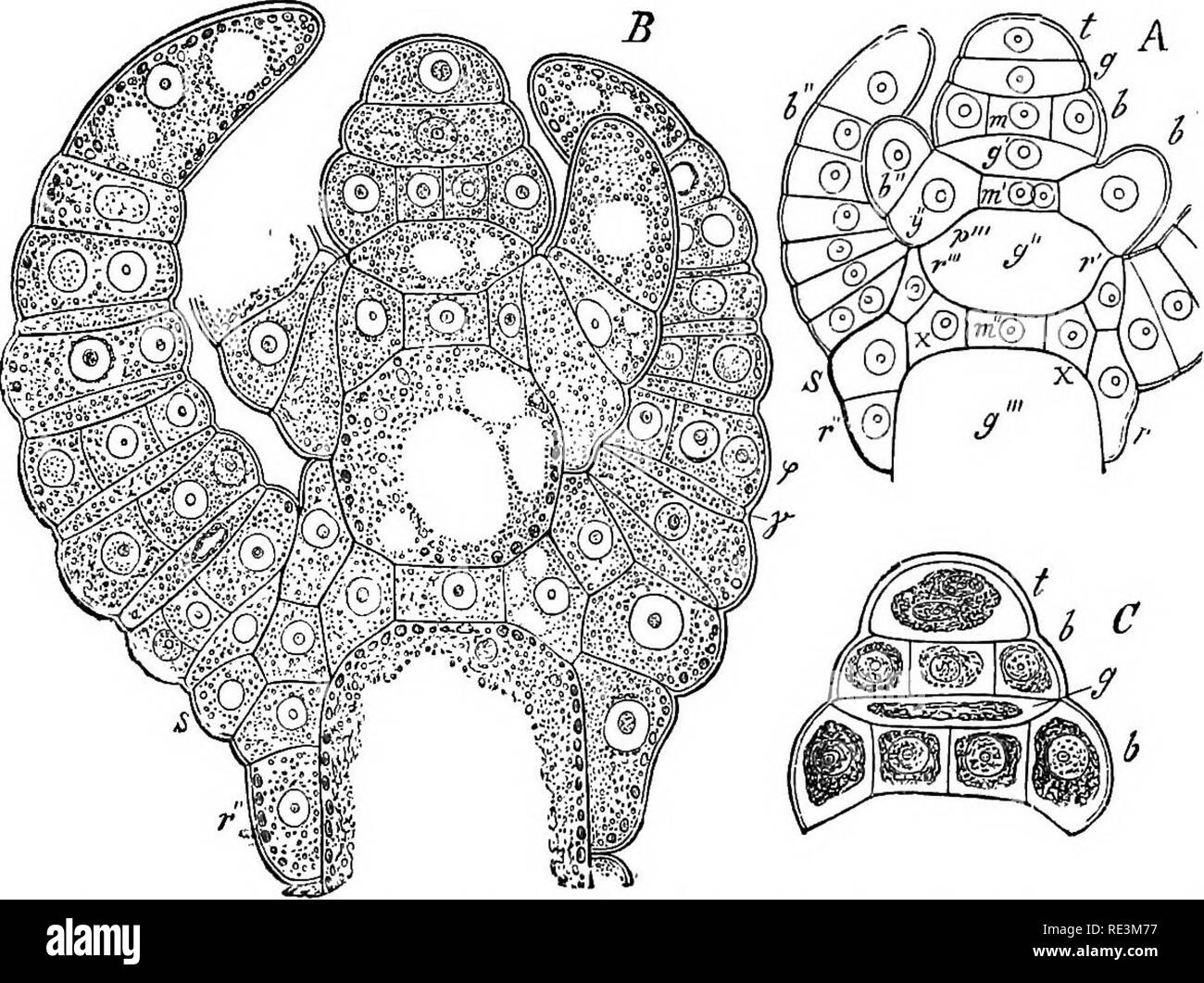 . A handbook of cryptogamic botany. Cryptogams. CHARACEJE 175 whorl ...