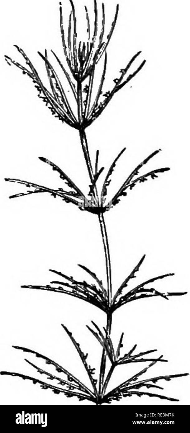 Exposed cortex hi-res stock photography and images - Alamy