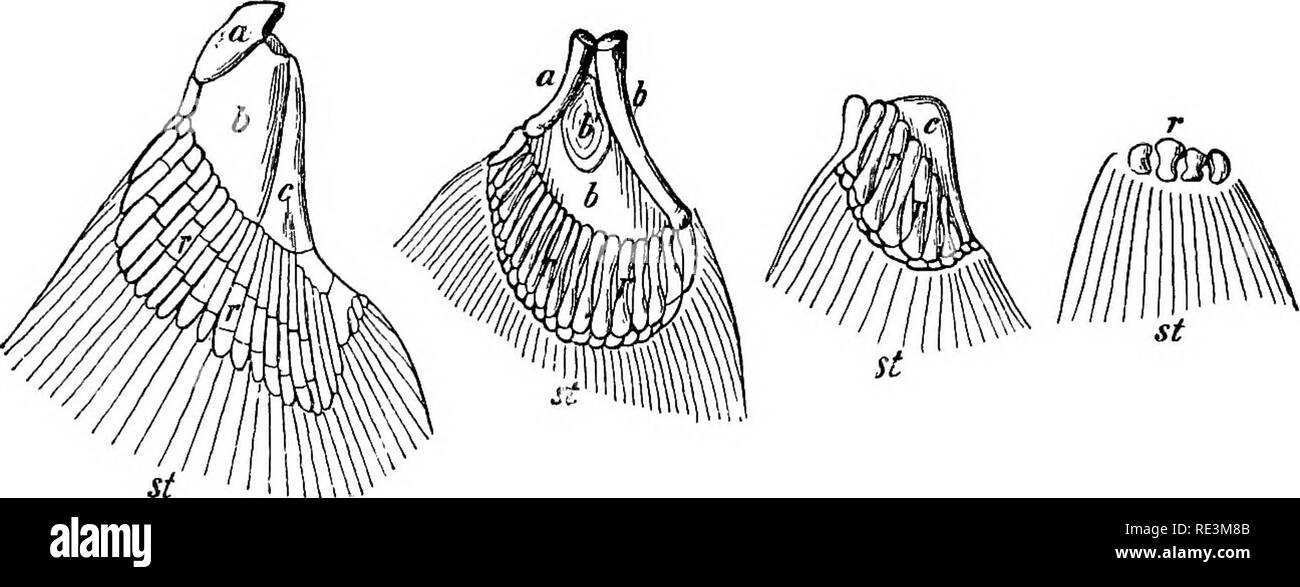 . Text book of zoology. Zoology. Class 2. Pisces. 367 arched bone, the ...