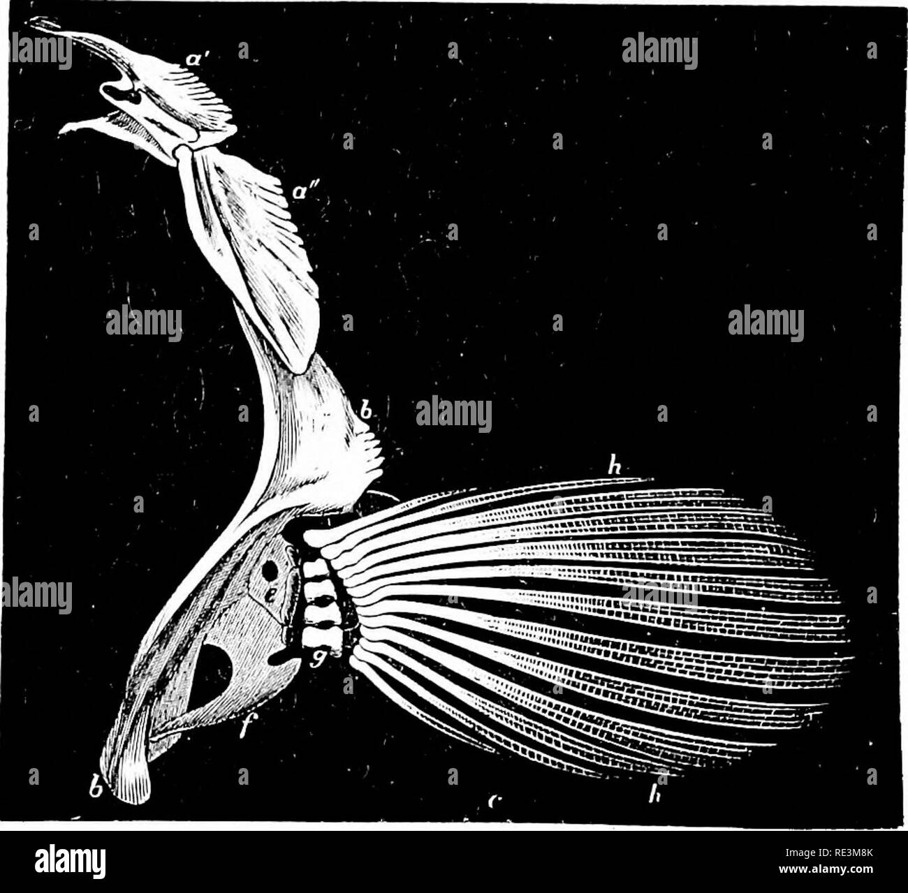 Mandibular arch Black and White Stock Photos & Images - Alamy