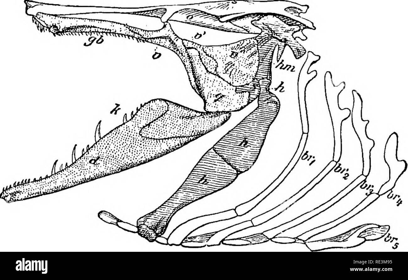 Hyoid arch Black and White Stock Photos & Images - Alamy