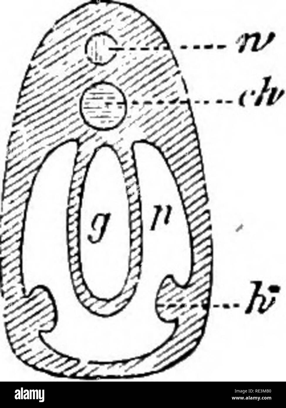 Paired muscle hi-res stock photography and images - Alamy