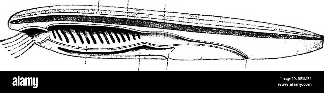 fish without central nervous system