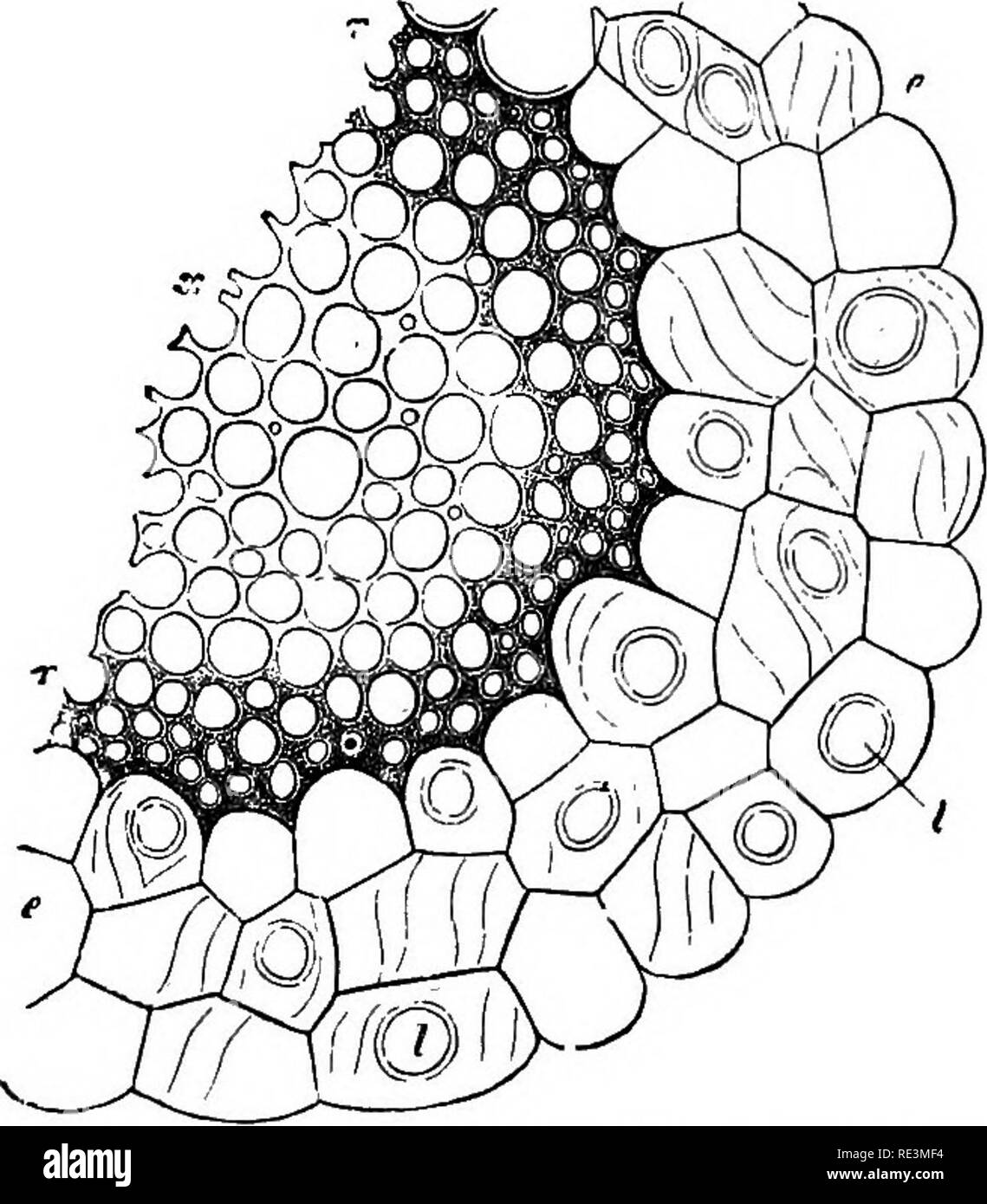. A handbook of cryptogamic botany. Cryptogams. Fig. 127.—A, portion of ...