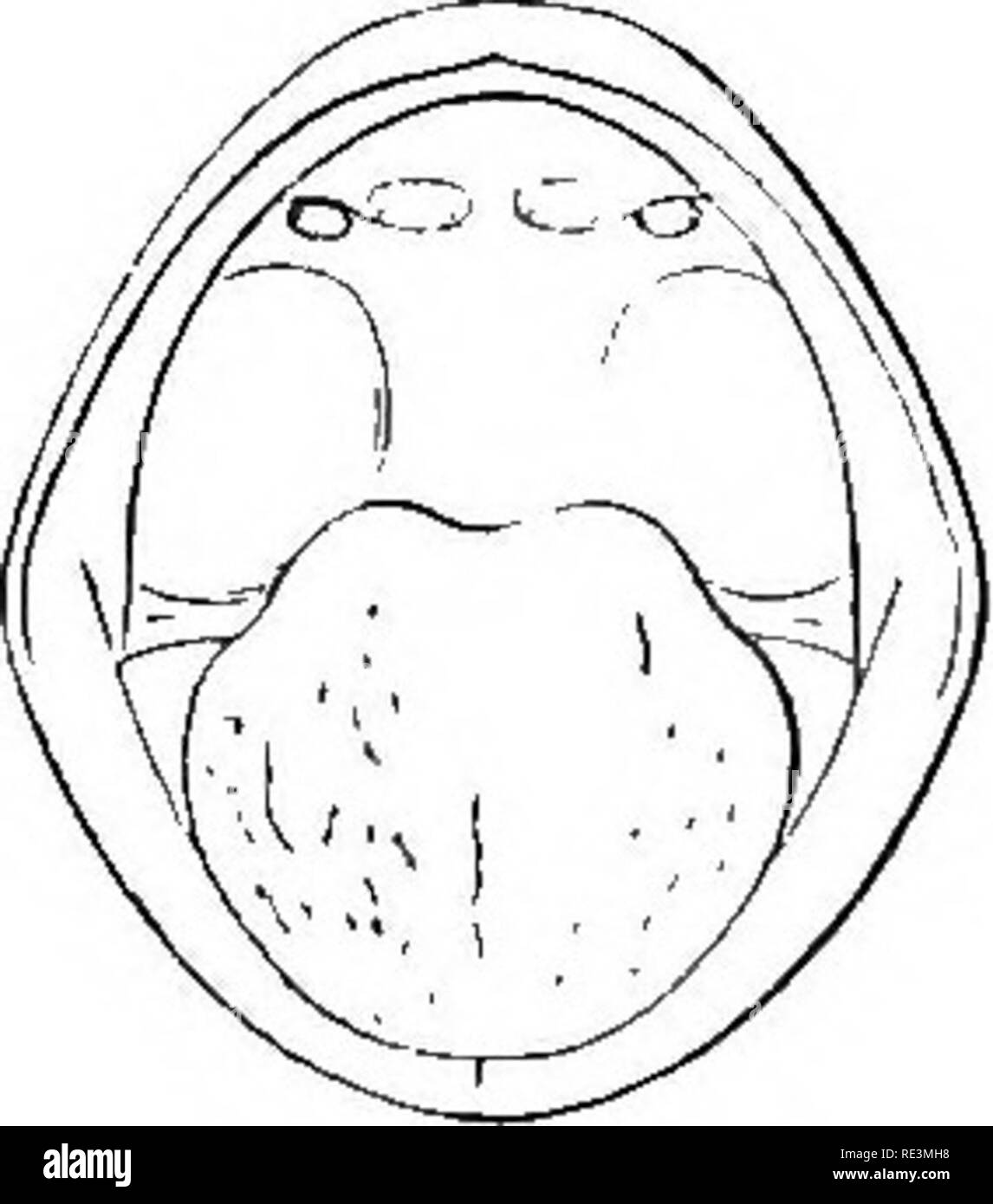 Slightly convex inner Black and White Stock Photos & Images - Alamy