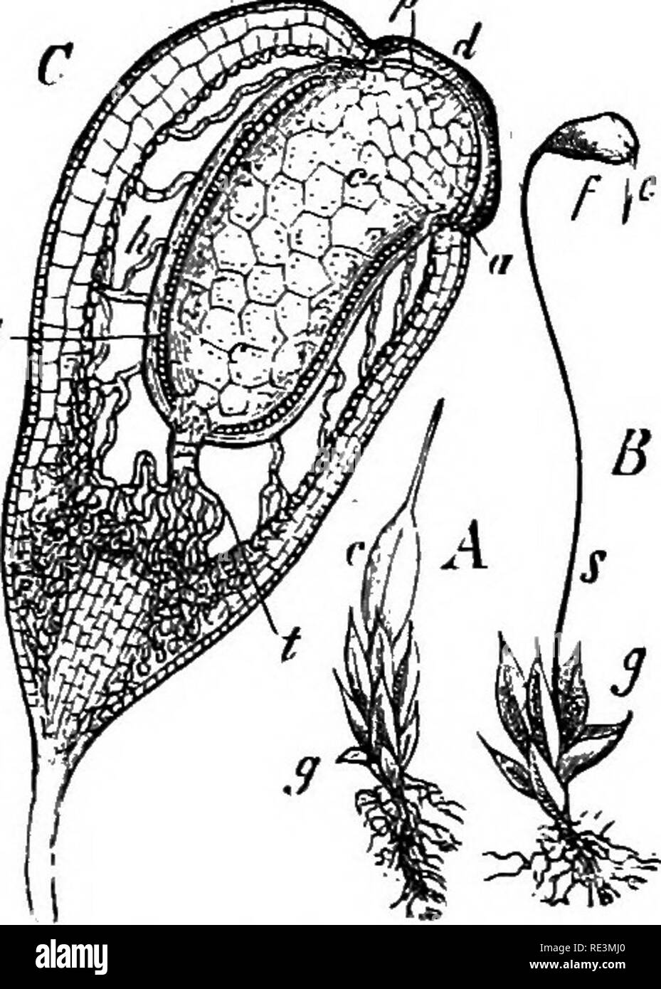 Transverse septa Black and White Stock Photos & Images - Alamy