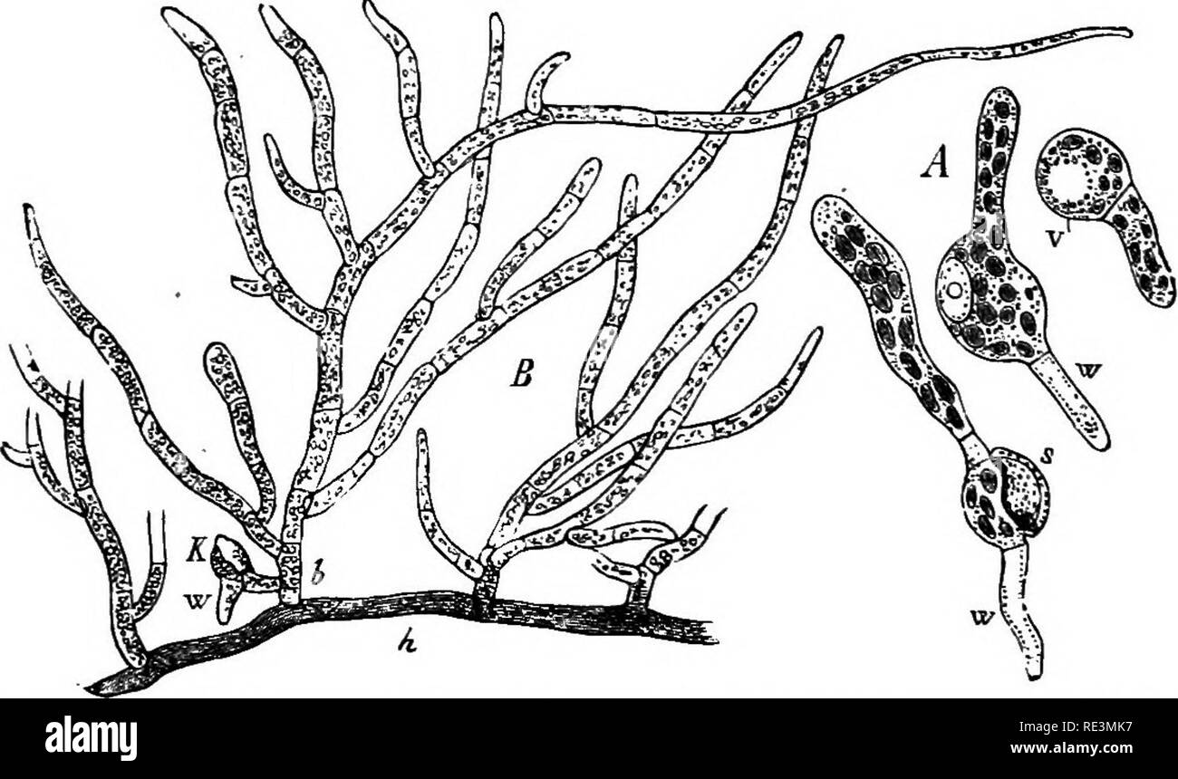 Lignified cell walls hi-res stock photography and images - Alamy