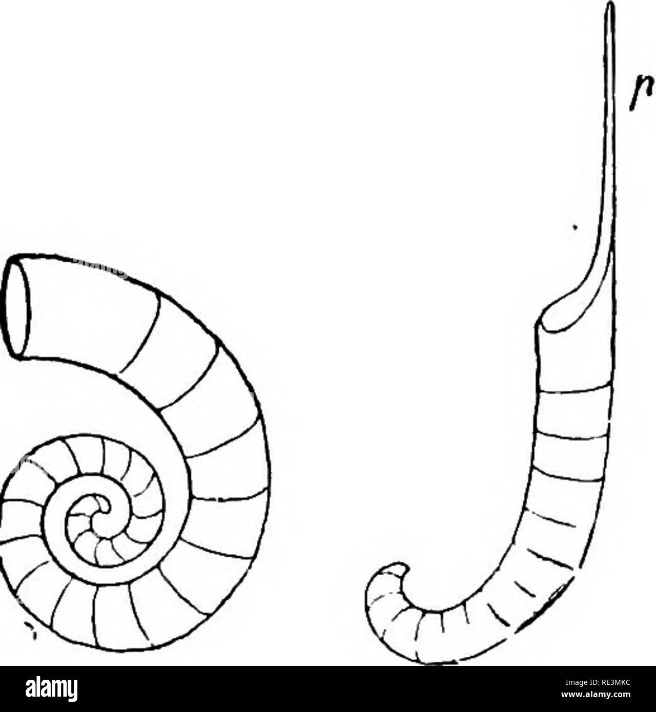 . Text book of zoology. Zoology. 318 Mollusca. posterior end of the ...
