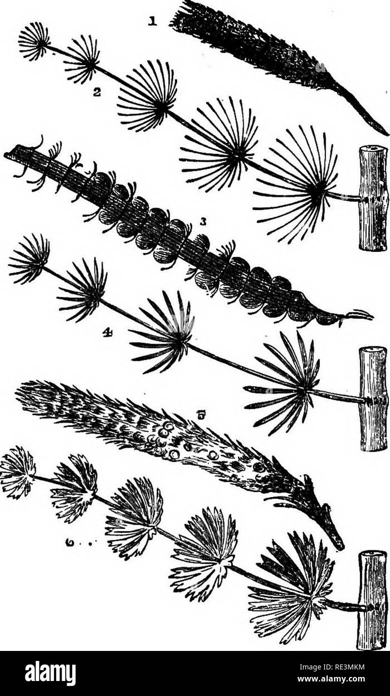 Sphenophyllum Black and White Stock Photos & Images - Alamy