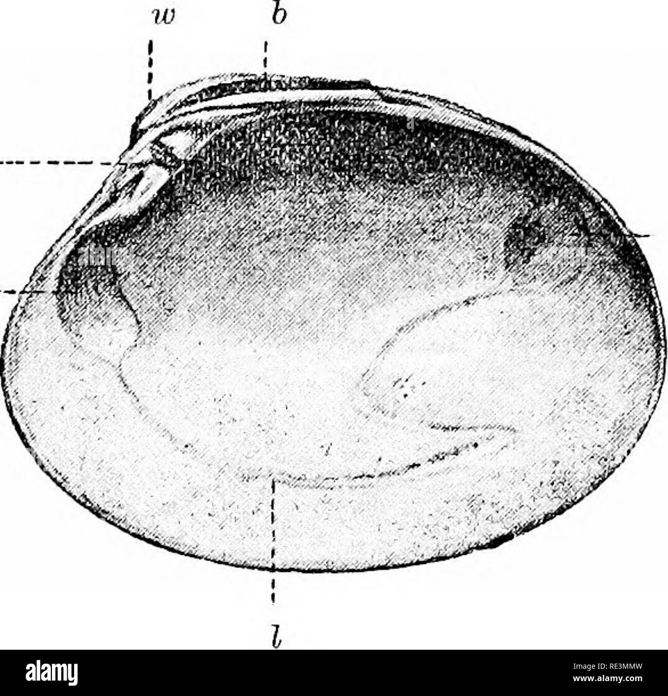 . Text book of zoology. Zoology. Fig. 256.—Eight shell valves of two ...