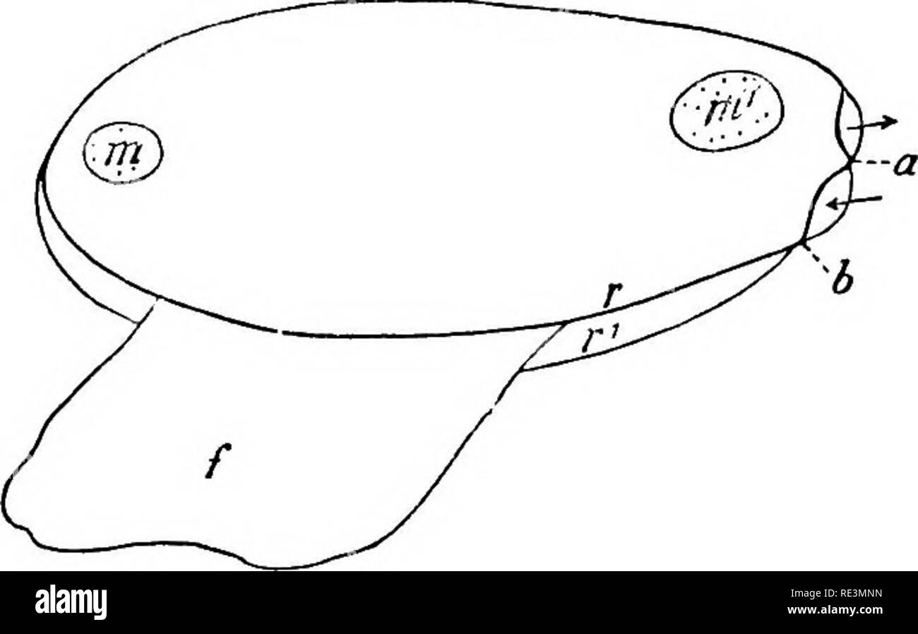 Pallial line hi-res stock photography and images - Alamy