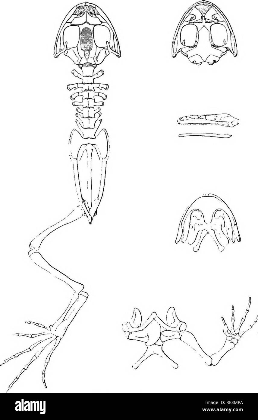 . The tailless batrachians of Europe. Frogs; Amphibians. BOMBINATOH ...