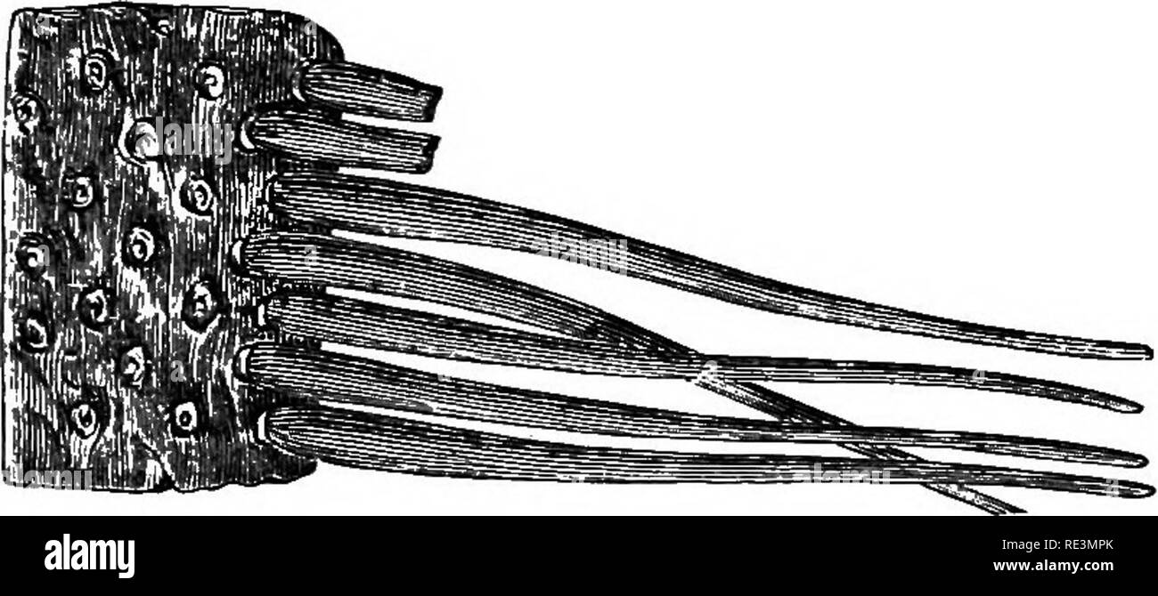 Vascular cryptogams hi-res stock photography and images - Alamy