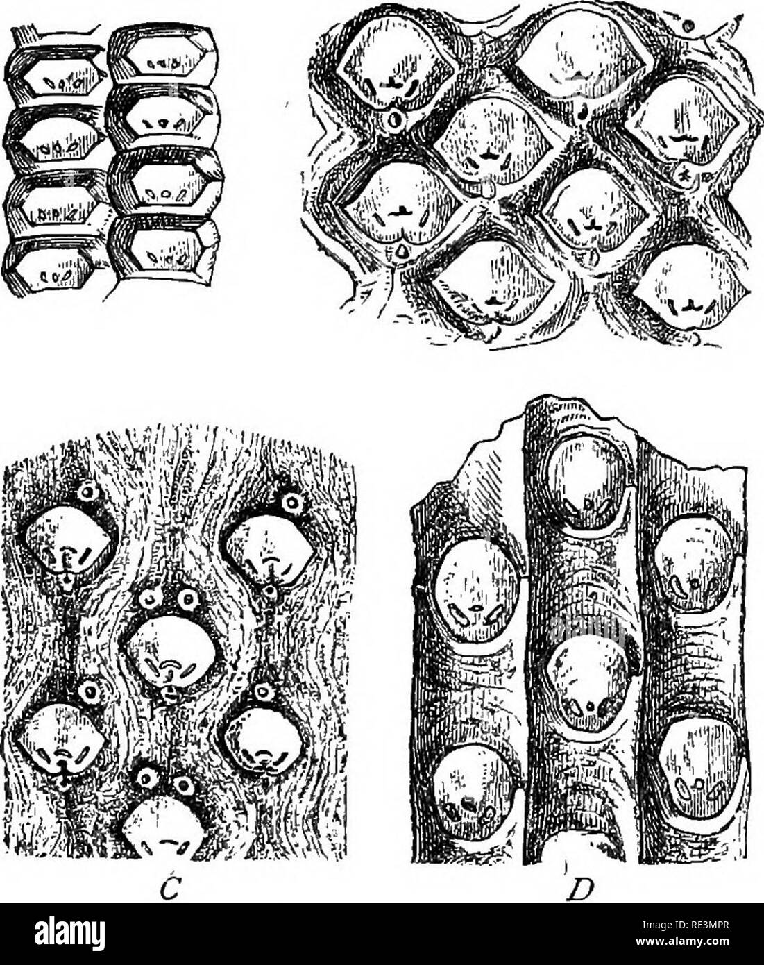 . A handbook of cryptogamic botany. Cryptogams. FOSSIL VASCULAR ...