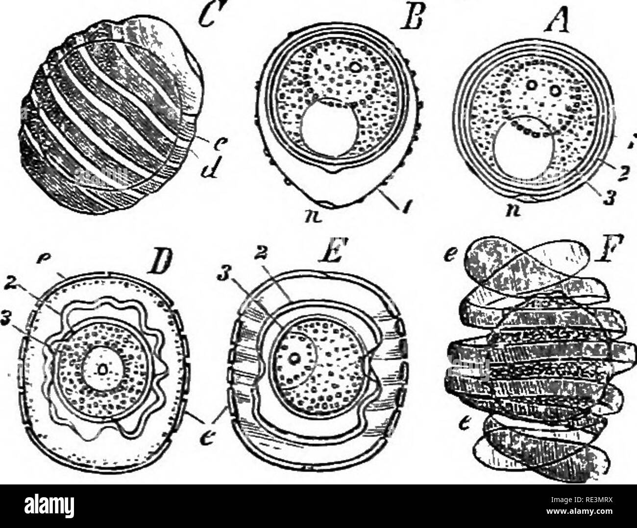 Endospore Stock Photos & Endospore Stock Images - Alamy