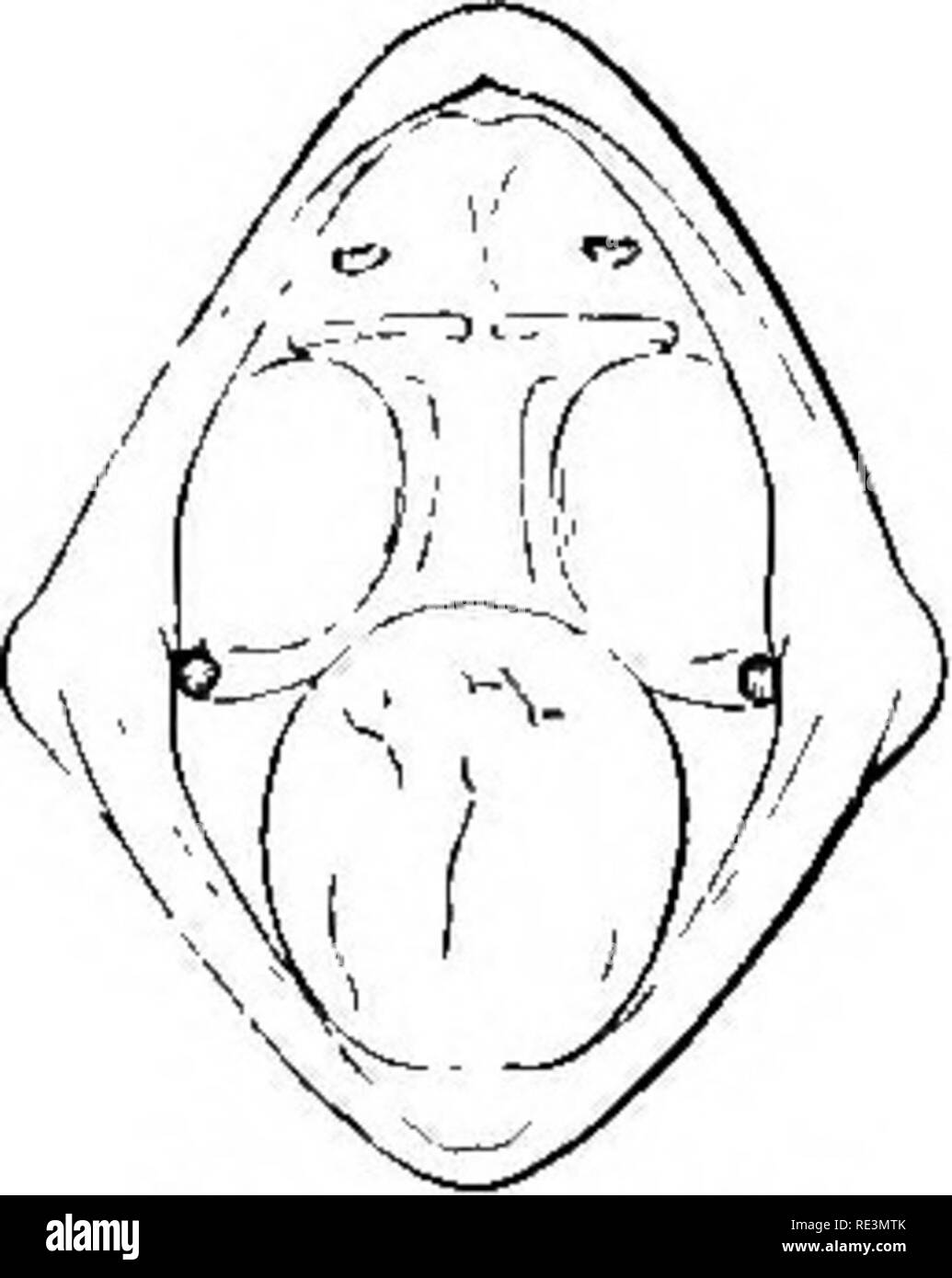 Vomerine Teeth Frog