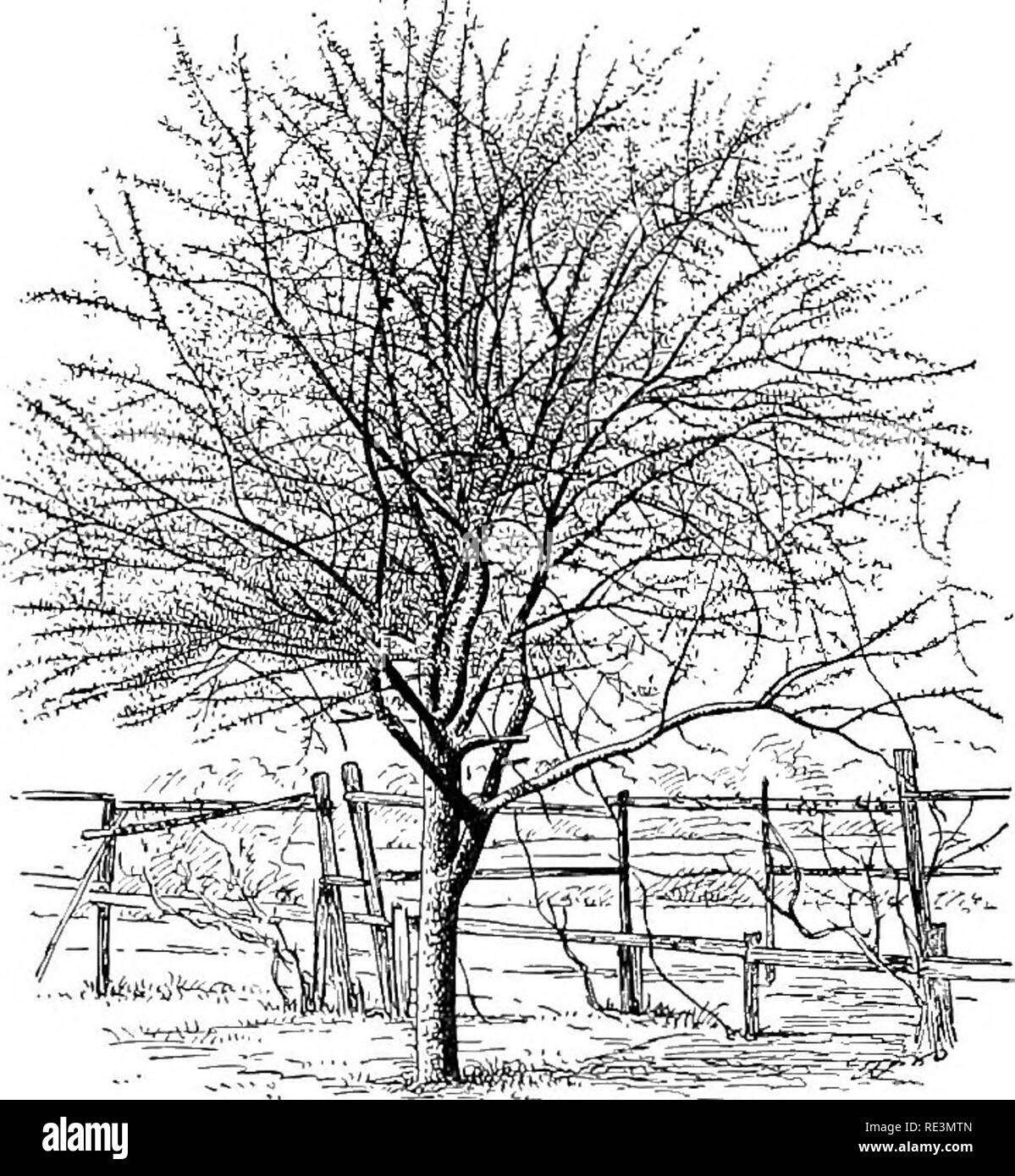 Dividing plant forks hi-res stock photography and images - Alamy