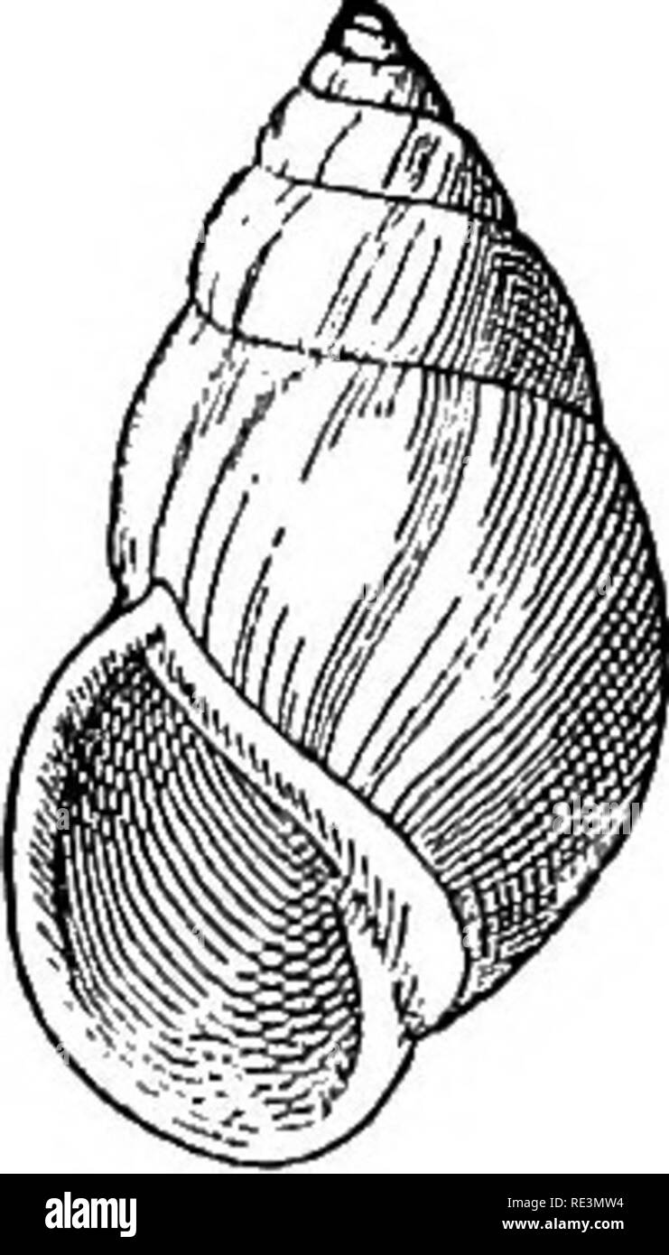 Shell coils Black and White Stock Photos & Images - Alamy