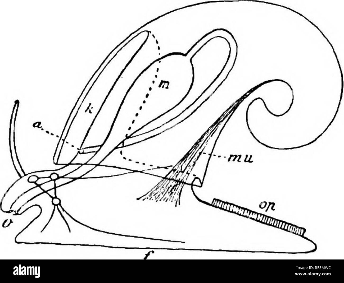 . Text book of zoology. Zoology. 292 Mollusca. margin of the mantle ...