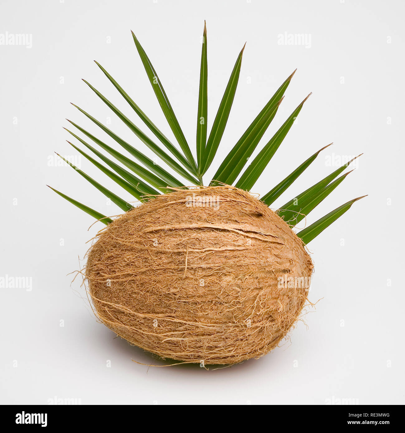 Single coconut with leaves on white background Stock Photo - Alamy