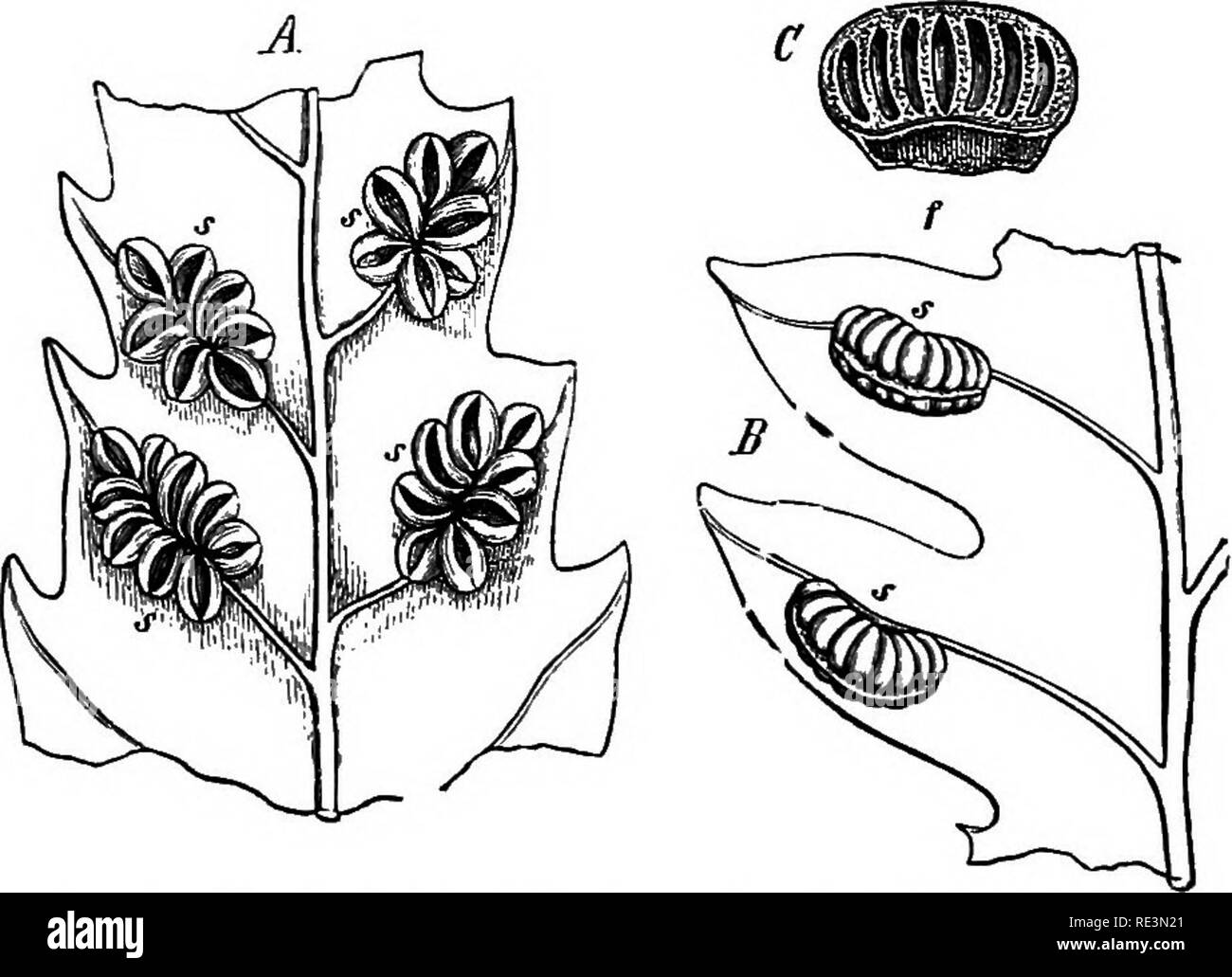 Anastomosing Cut Out Stock Images & Pictures - Alamy