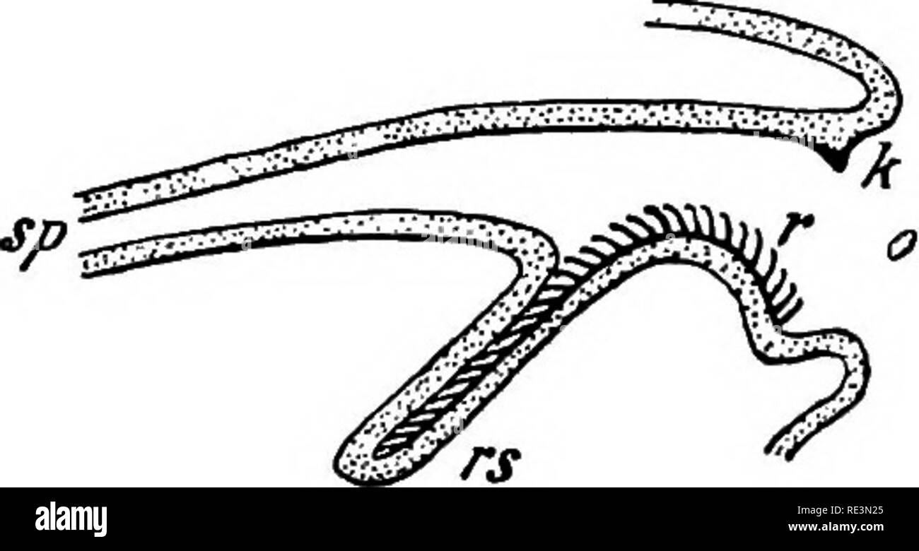 . Text book of zoology. Zoology. Fig. 235. Portion of the radula of a ...