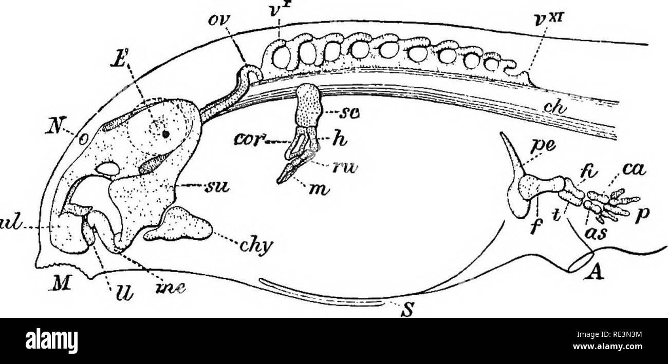 . The tailless batrachians of Europe. Frogs; Amphibians. DKVELOPMKNT ...