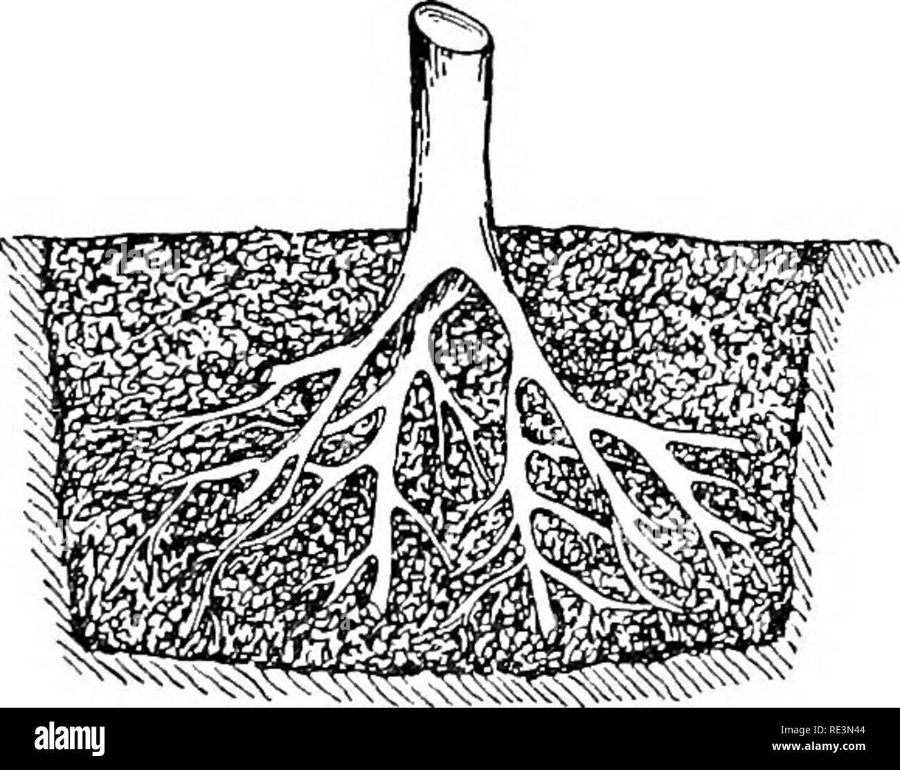 Proper transplanting Black and White Stock Photos & Images - Alamy