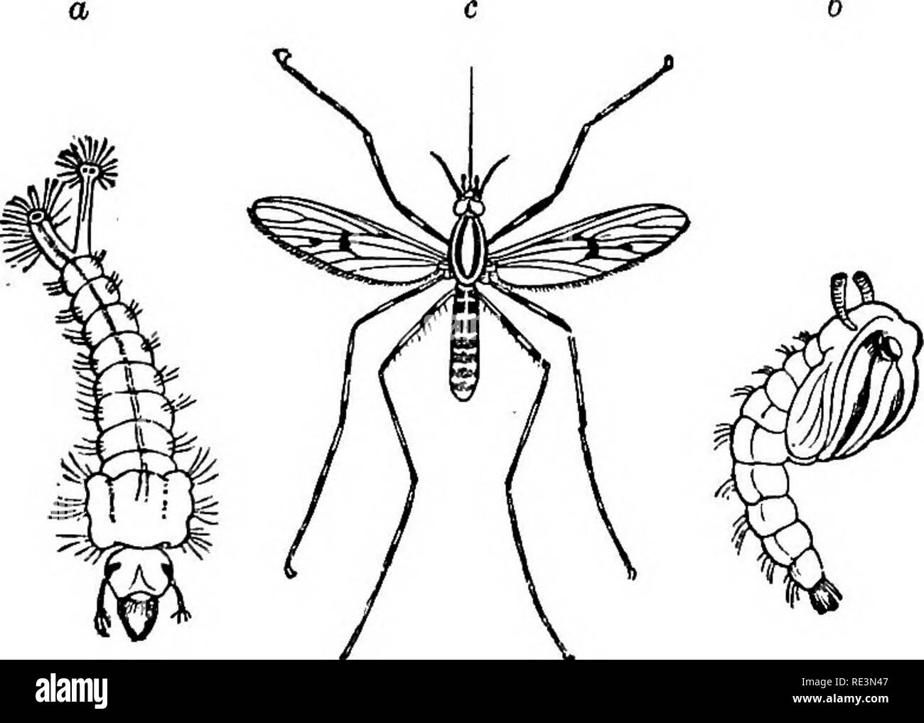 Coloured maggots hi-res stock photography and images - Alamy