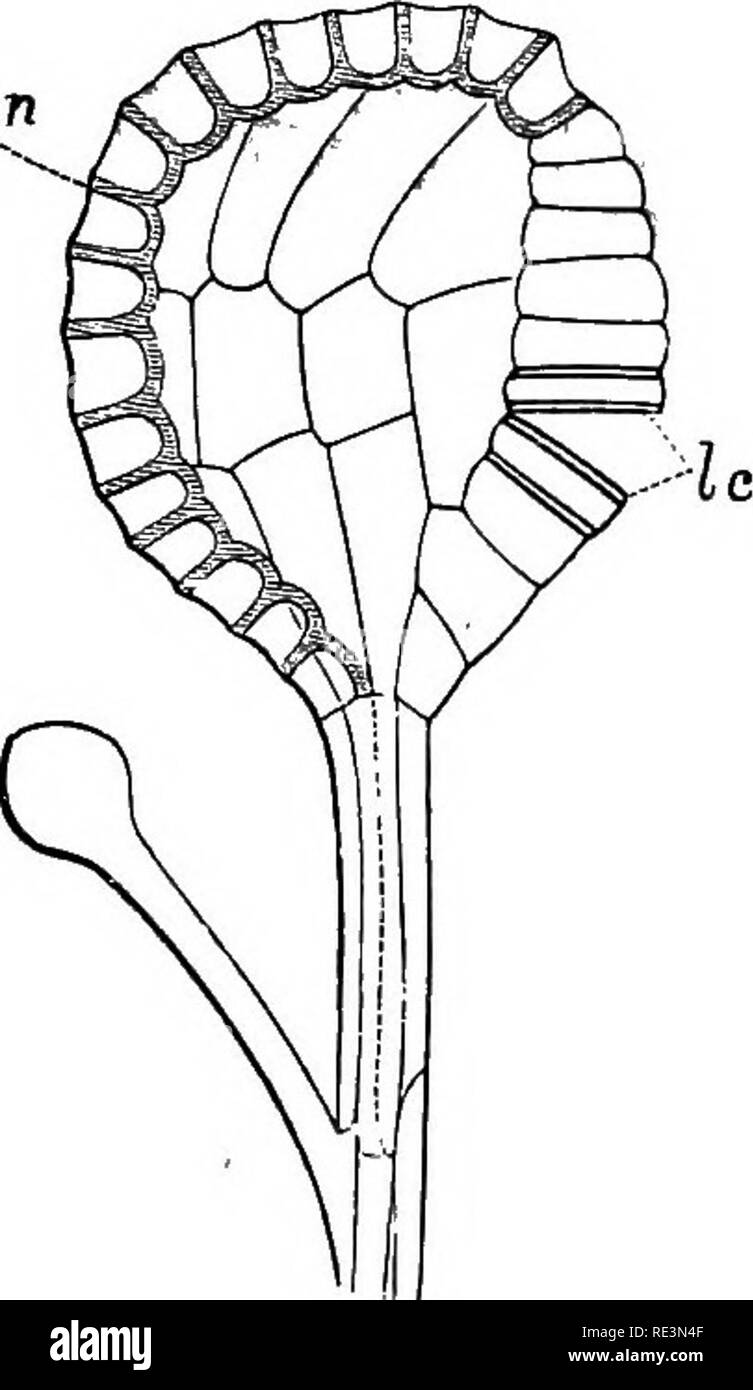 Lignified cell walls hi-res stock photography and images - Alamy