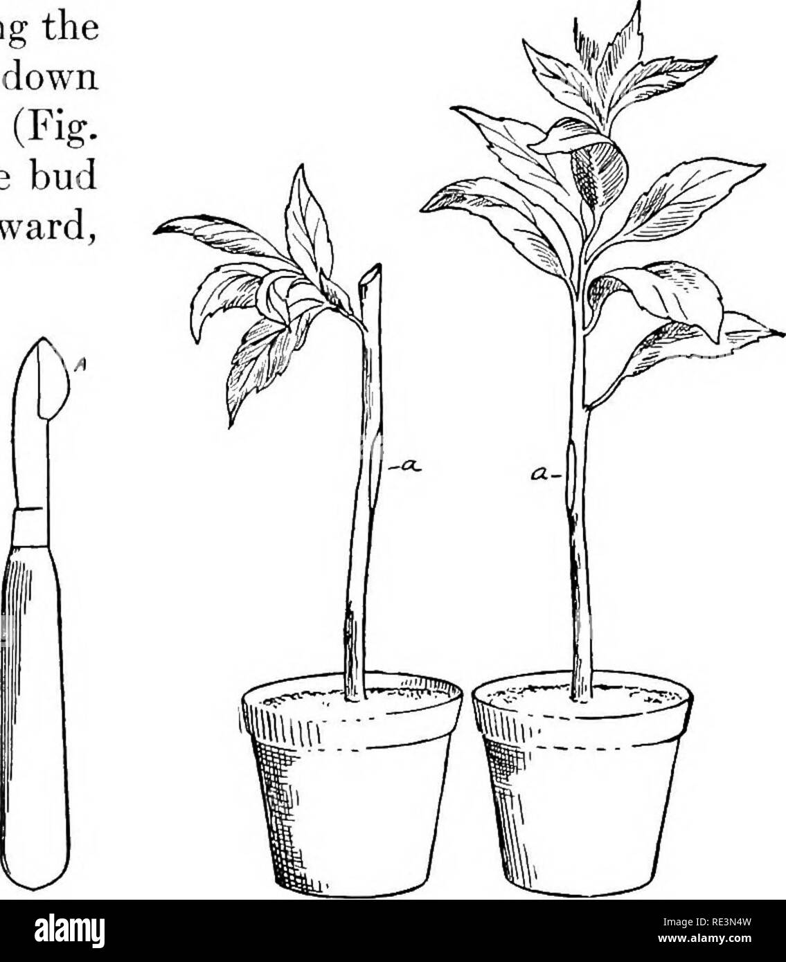 How To Do Budding In Plants