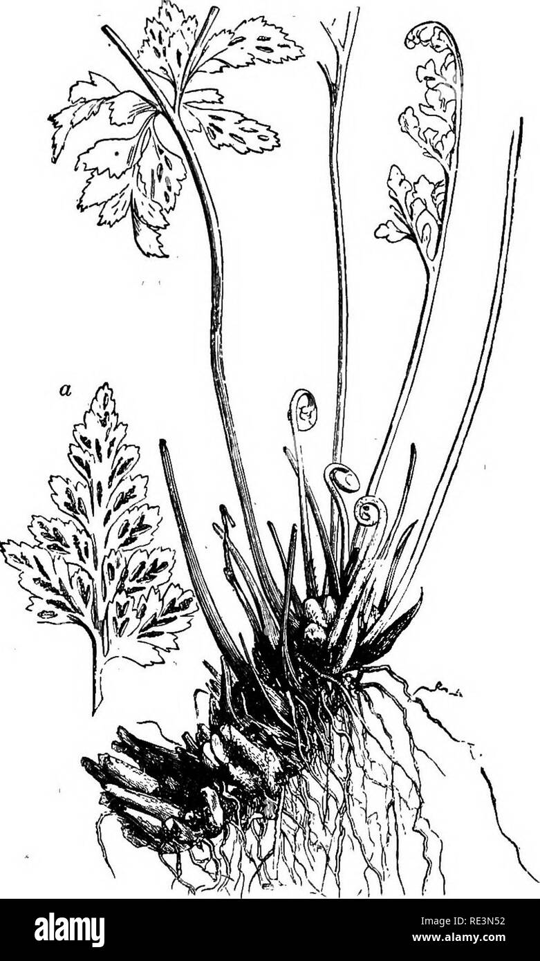 Revolute margin hi-res stock photography and images - Alamy