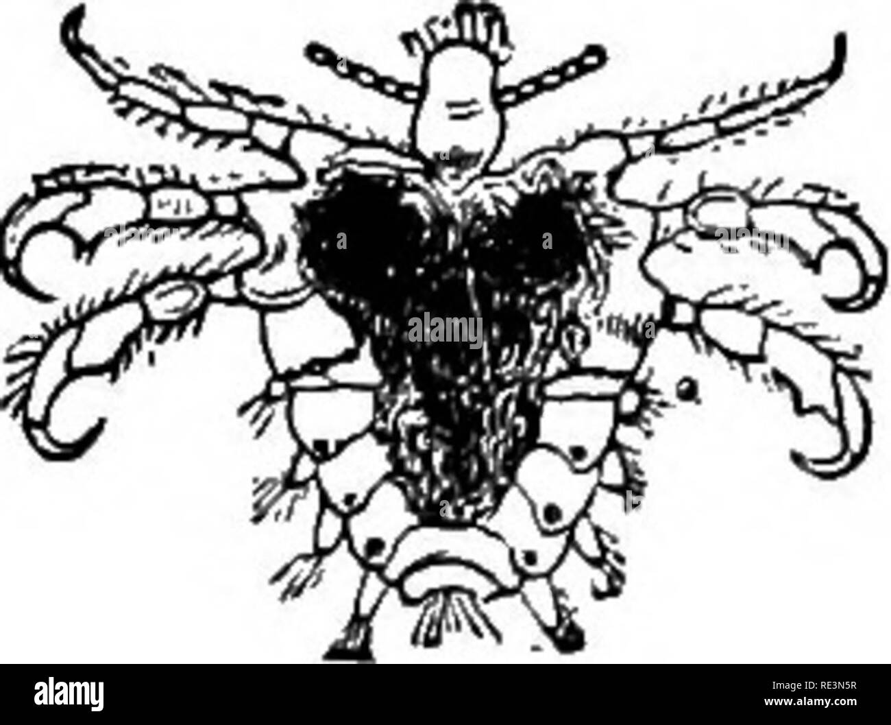 . Text book of zoology. Zoology. 260 Arthropoda. 2. Water-bugs ...