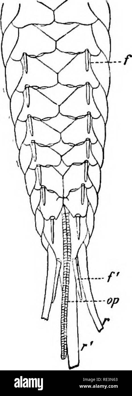 Trichodectes canis Black and White Stock Photos & Images - Alamy