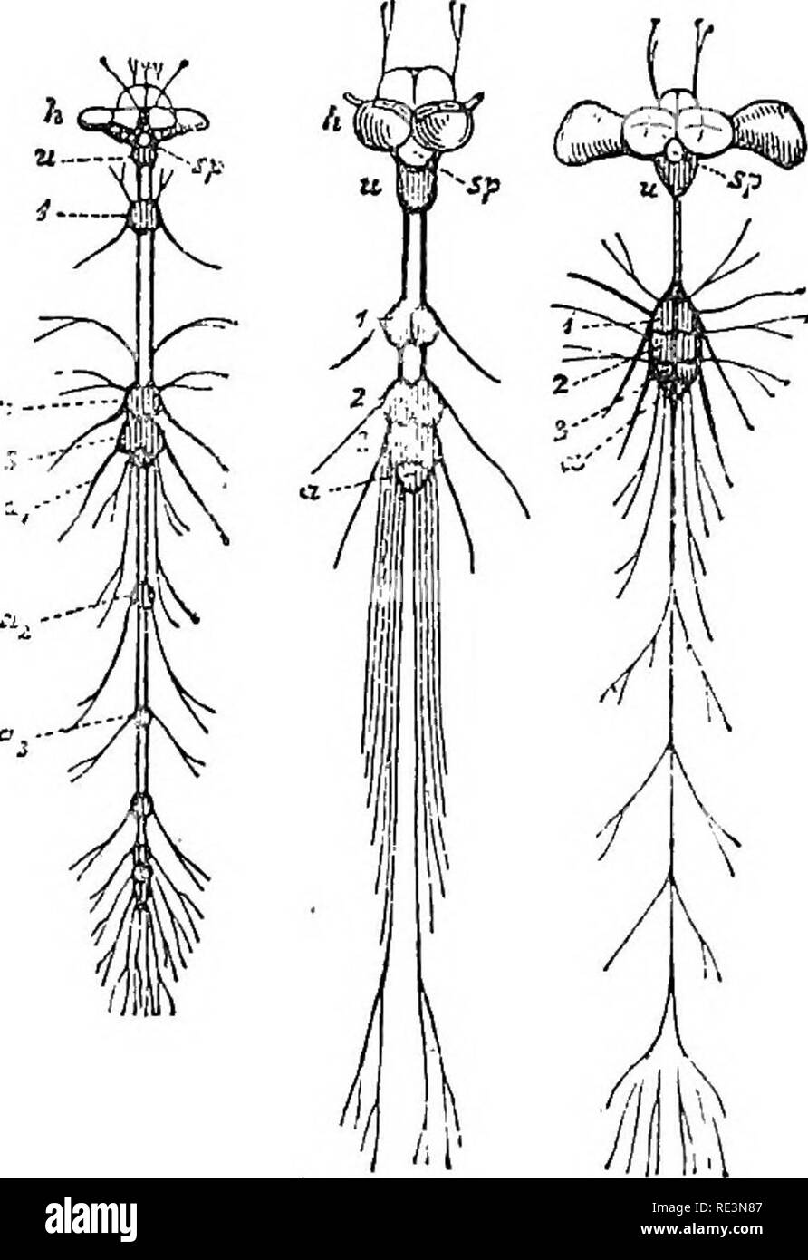 . Text book of zoology. Zoology. Fig. 198. Diagram of the principal ...