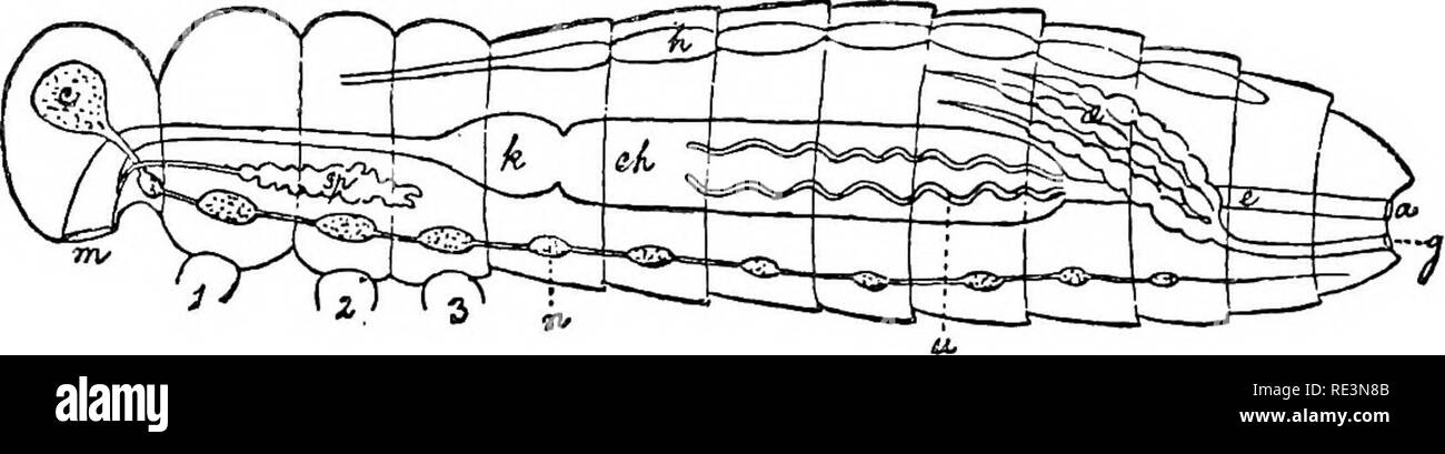 Principal anatomical hi-res stock photography and images - Alamy