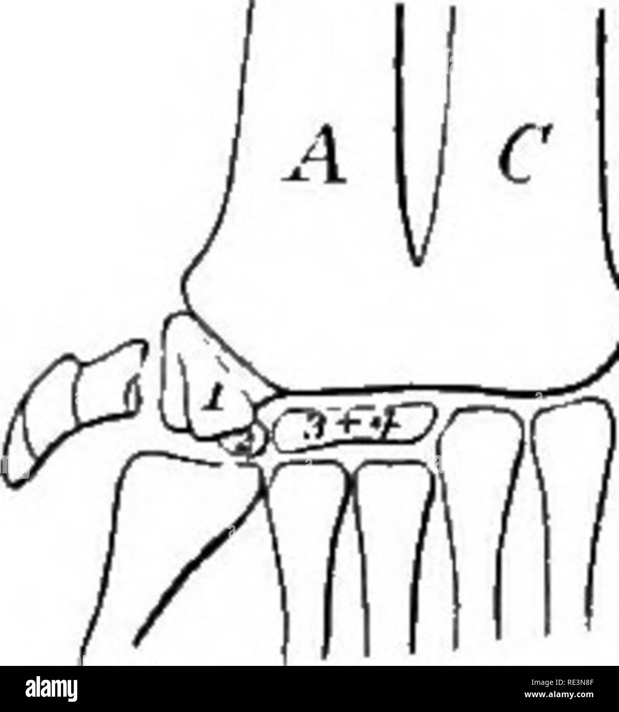 Tubercle based Black and White Stock Photos & Images - Alamy