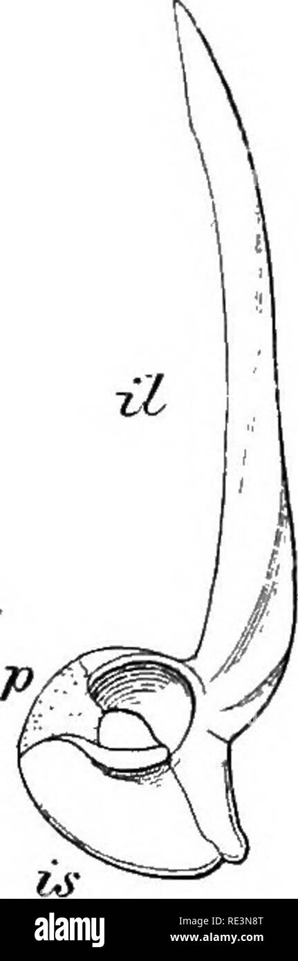 . The tailless batrachians of Europe. Frogs; Amphibians. Pelvis and ...