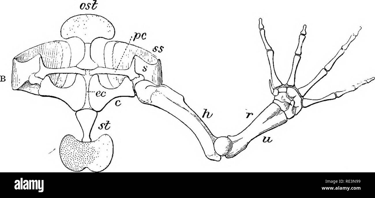 . The tailless batrachians of Europe. Frogs; Amphibians. Pectoral arch ...